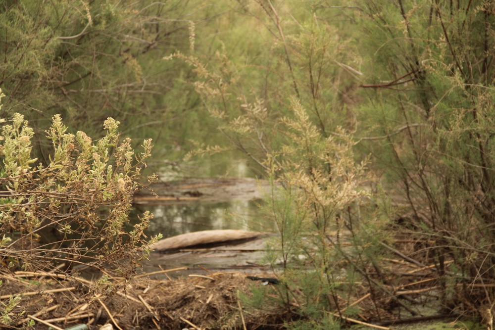 Capturing the Moments – Yam el Yam